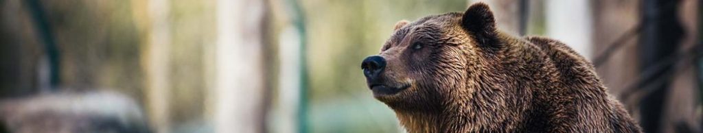 Unveiling the Majesty of Kodiak Bears: A Comprehensive Guide to ...